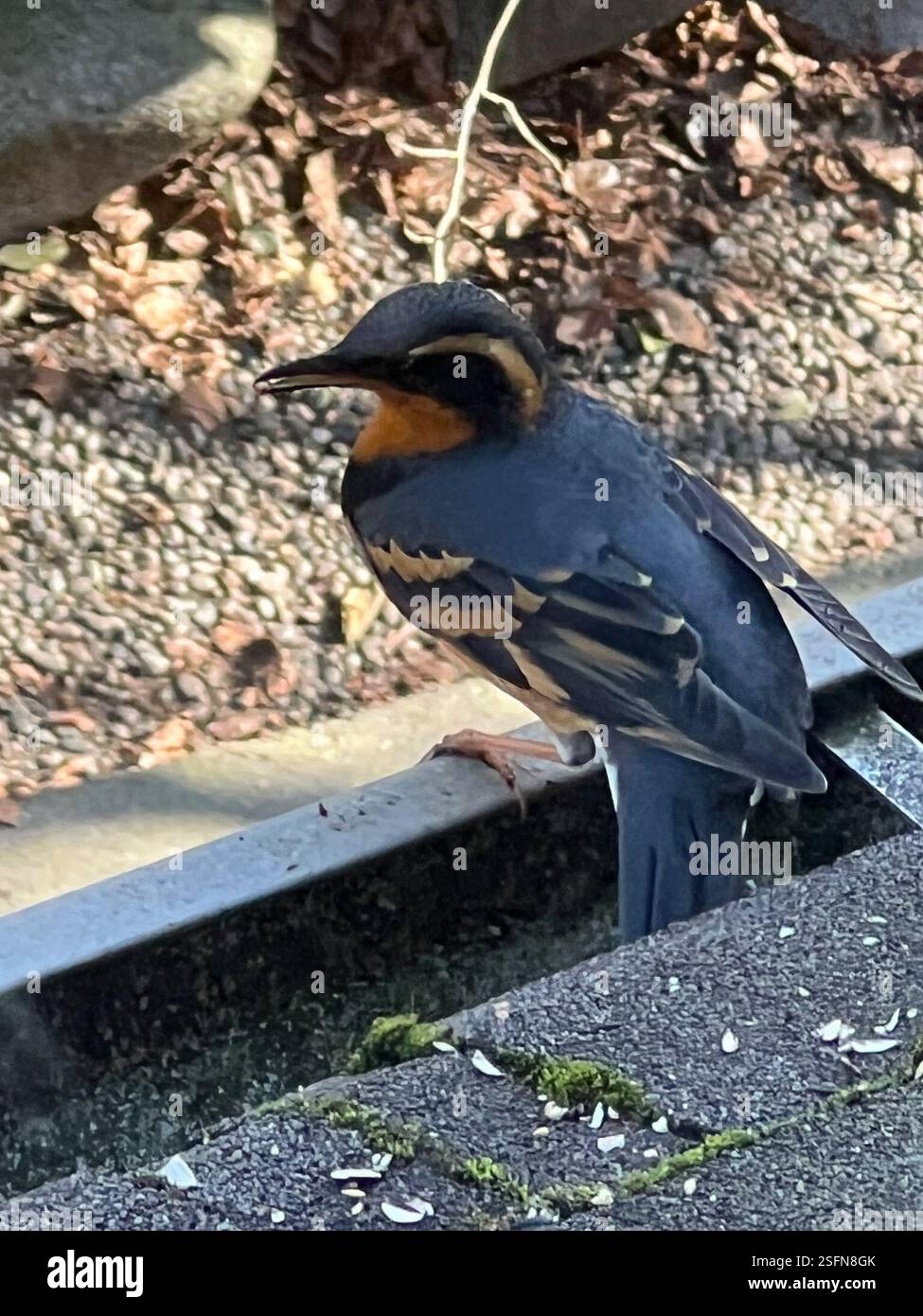 Varied Thrush (Ixoreus naevius), Aves, Greater Vancouver, CA-BC, CA ...
