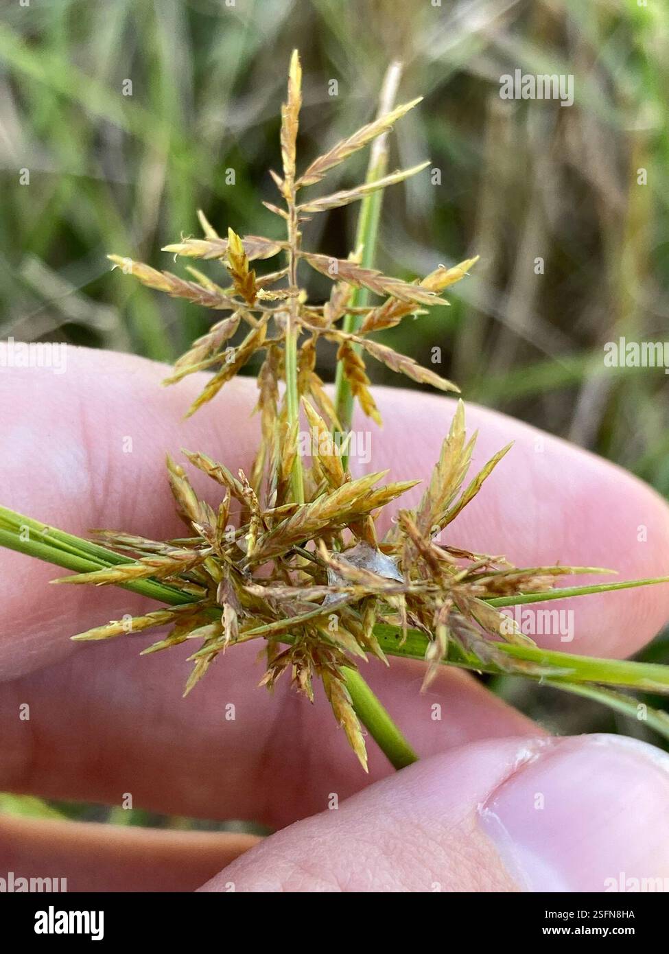 Bunchy flat-sedge (Cyperus polystachyos), Plantae, Broward College ...