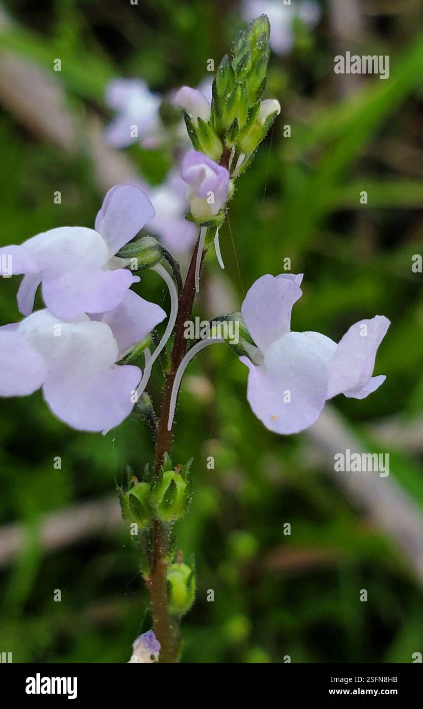 blue toadflax (Nuttallanthus canadensis), Plantae, Gainesville, FL ...