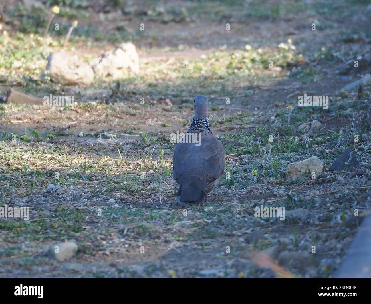 Chinese Spotted Dove (Spilopelia chinensis chinensis), Aves, 台灣高雄市鼓山區高雄 ...