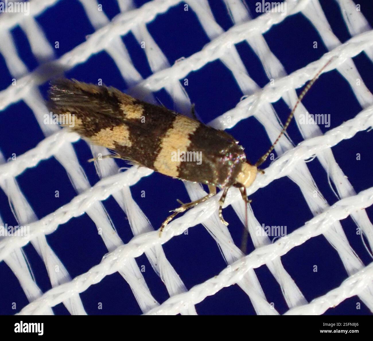 Curved-horn Moths (Gelechioidea), Insecta, Santo Antão, Cape Verde, CV ...