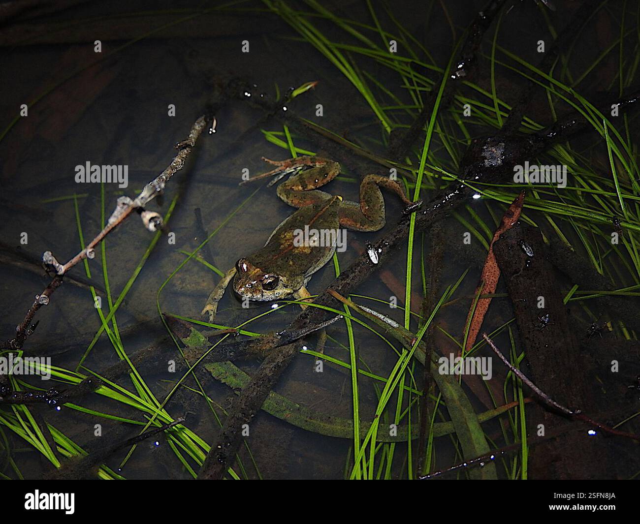 Common Eastern Froglet (Crinia signifera), Amphibia, Hobart TAS ...