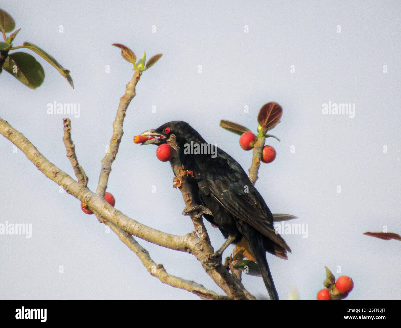 Cuckoo birds of bangladesh hi-res stock photography and images - Alamy