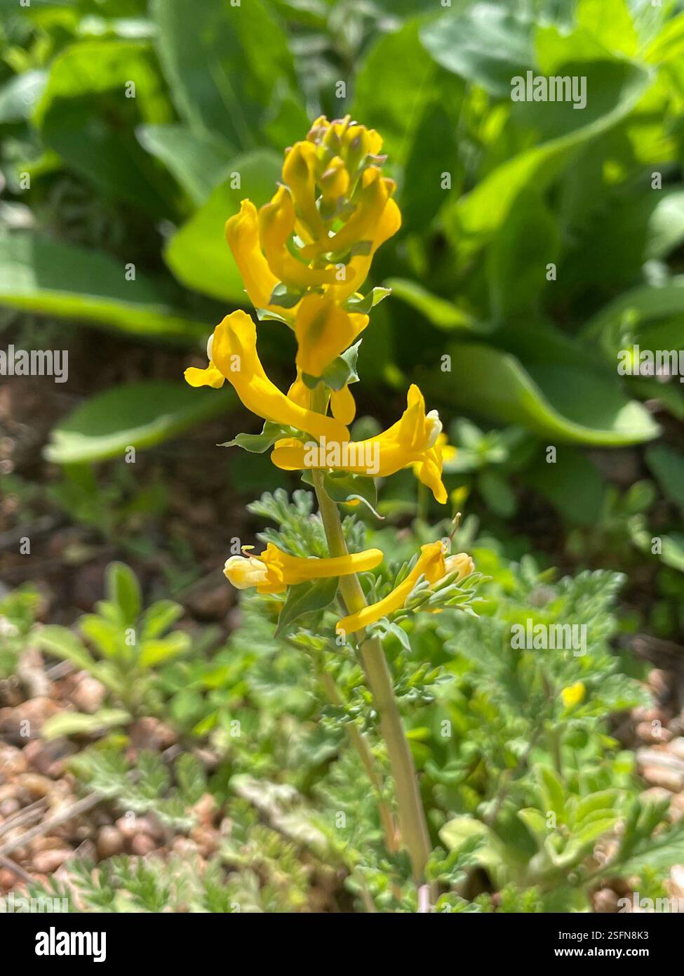golden corydalis (Corydalis aurea), Plantae, Far South Side, San ...