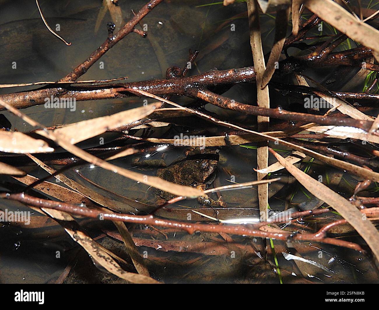 Common Eastern Froglet (Crinia signifera), Amphibia, Hobart TAS ...