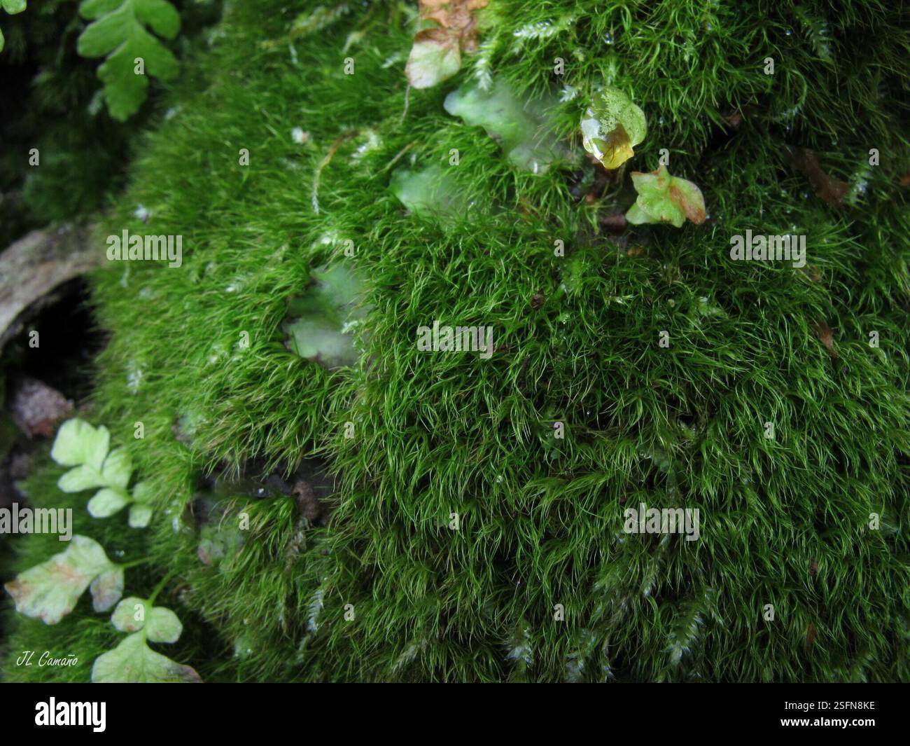 Silky Forklet-moss (Dicranella heteromalla), Plantae, Ourense, España ...