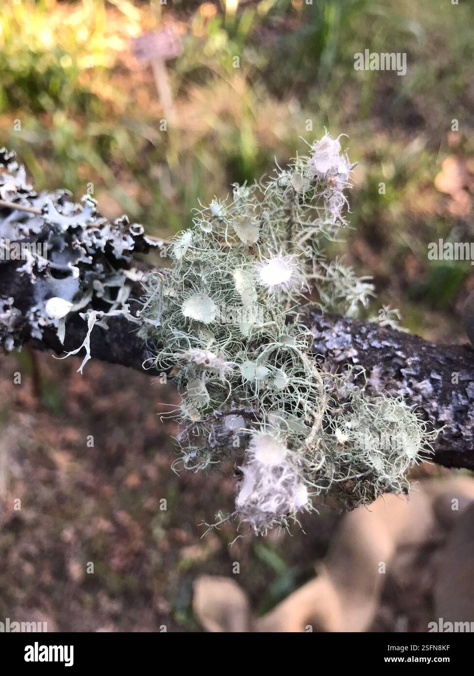 Arizona Beard Lichen (Usnea intermedia), Fungi, Tilden Regional Park ...