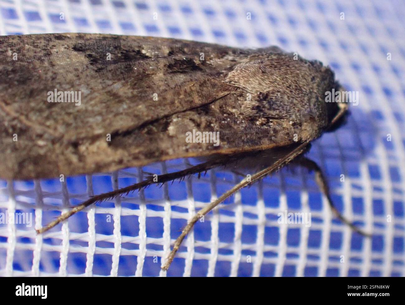 (Agrotis), Insecta, Santo Antão, Cape Verde, CV Stock Photo - Alamy