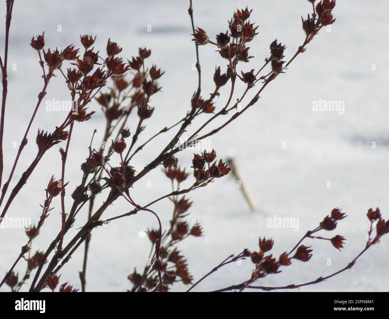 shrubby cinquefoil (Dasiphora fruticosa), Plantae, Summit, Colorado ...