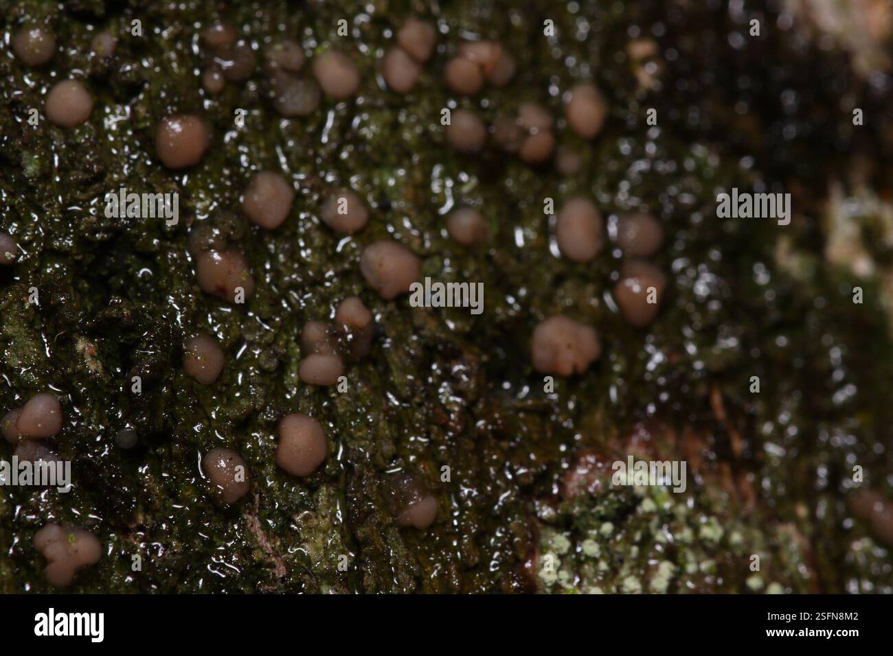 Fungi Including Lichens (Fungi), Fungi, Araçariguama, SP, 18147-000 ...