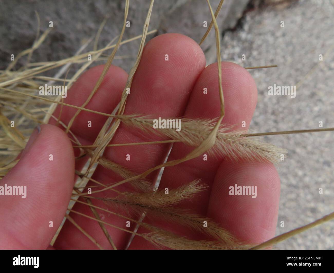 Green Bristle Grass (Setaria viridis), Plantae, Milwaukee, Wisconsin ...