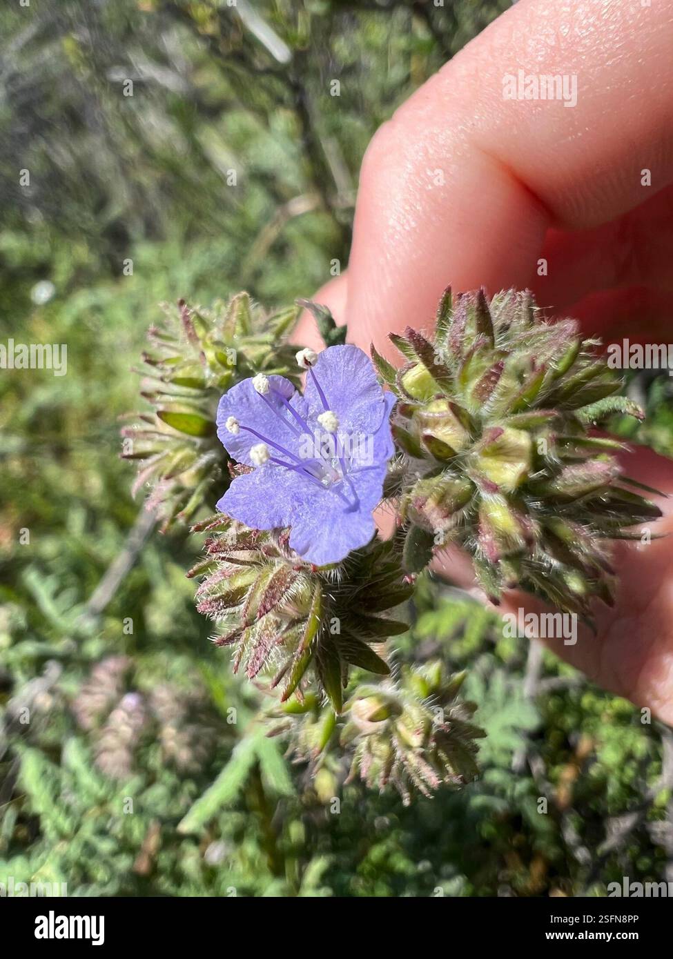distant phacelia (Phacelia distans), Plantae, Riverside County, CA, USA ...
