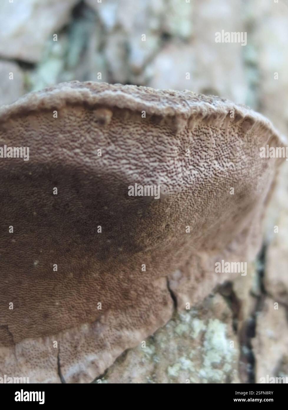 (Phellinopsis conchata), Fungi, Butler County, US-PA, US, Maybe, on ...