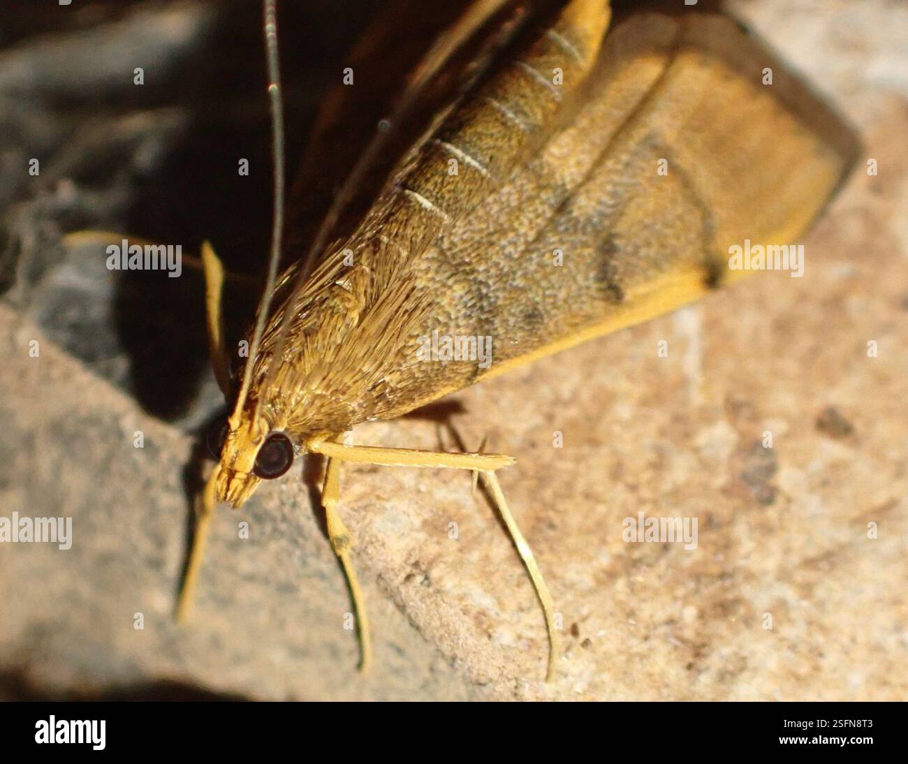 Bean-leaf Webworm Moth (Omiodes indicata), Insecta, Santo Antão, Cape ...