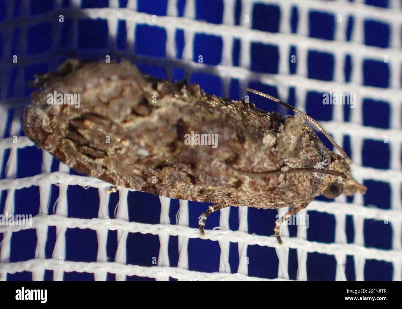 False Codling Moth (Thaumatotibia leucotreta), Insecta, Santo Antão ...