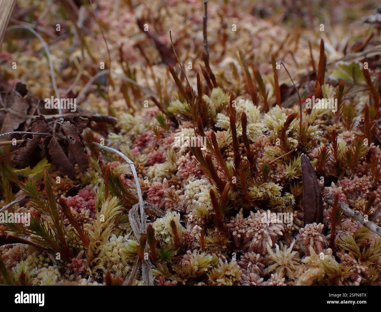 Bog Haircap Moss (Polytrichum strictum), Plantae, Pacific Rim National ...
