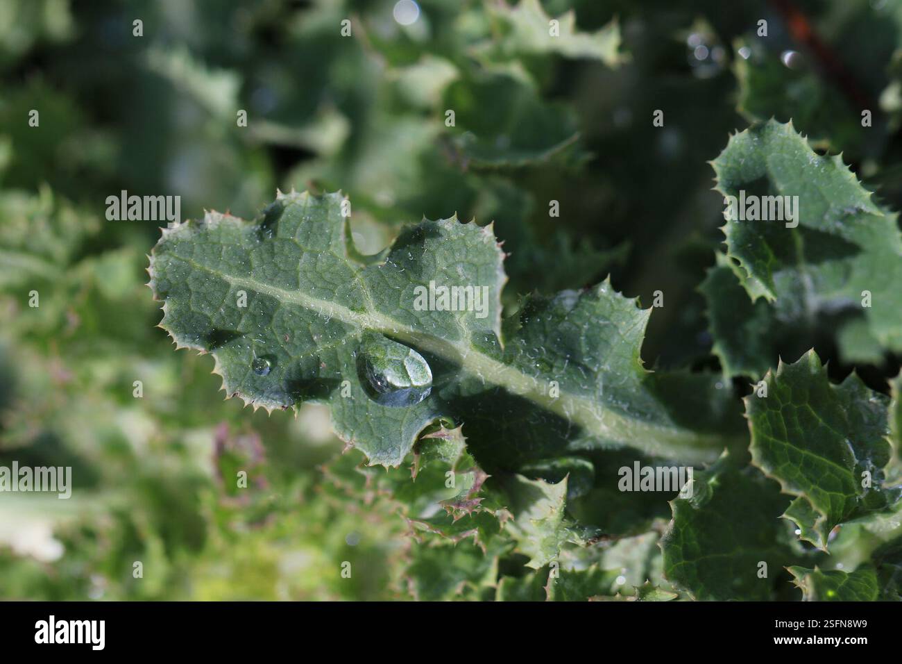 prickly sowthistle (Sonchus asper), Plantae, Lane, Oregon, United ...