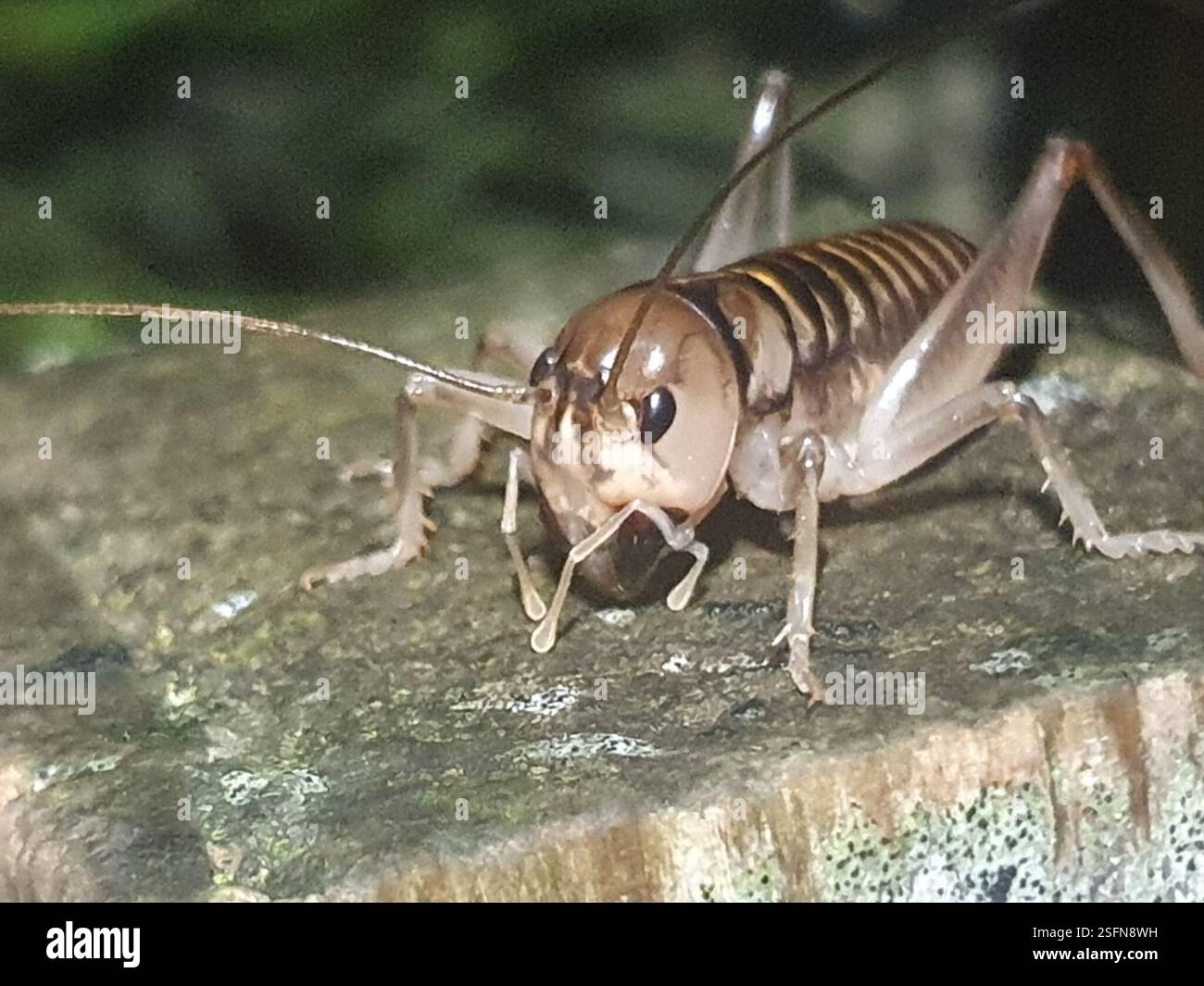 Wētā and King Crickets (Anostostomatidae), Insecta, Mākara, Wellington ...