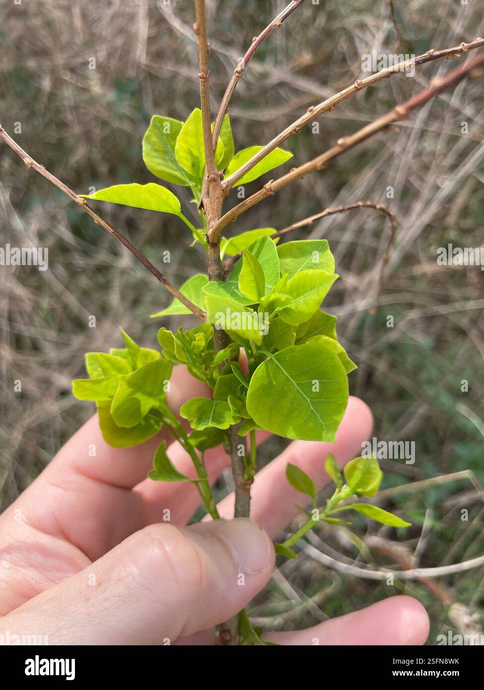 Chinese Tallow (Triadica sebifera), Plantae, Pintail Ln, Natchez, MS ...