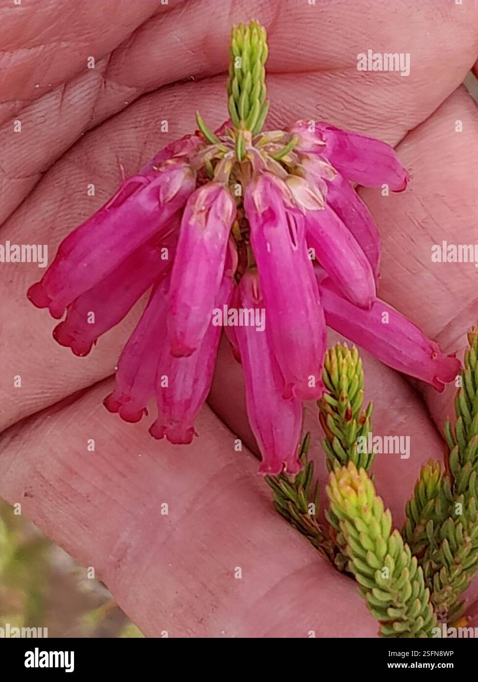 Ninepin Heath (Erica mammosa), Plantae, Cape Farms, Cape Town, South ...