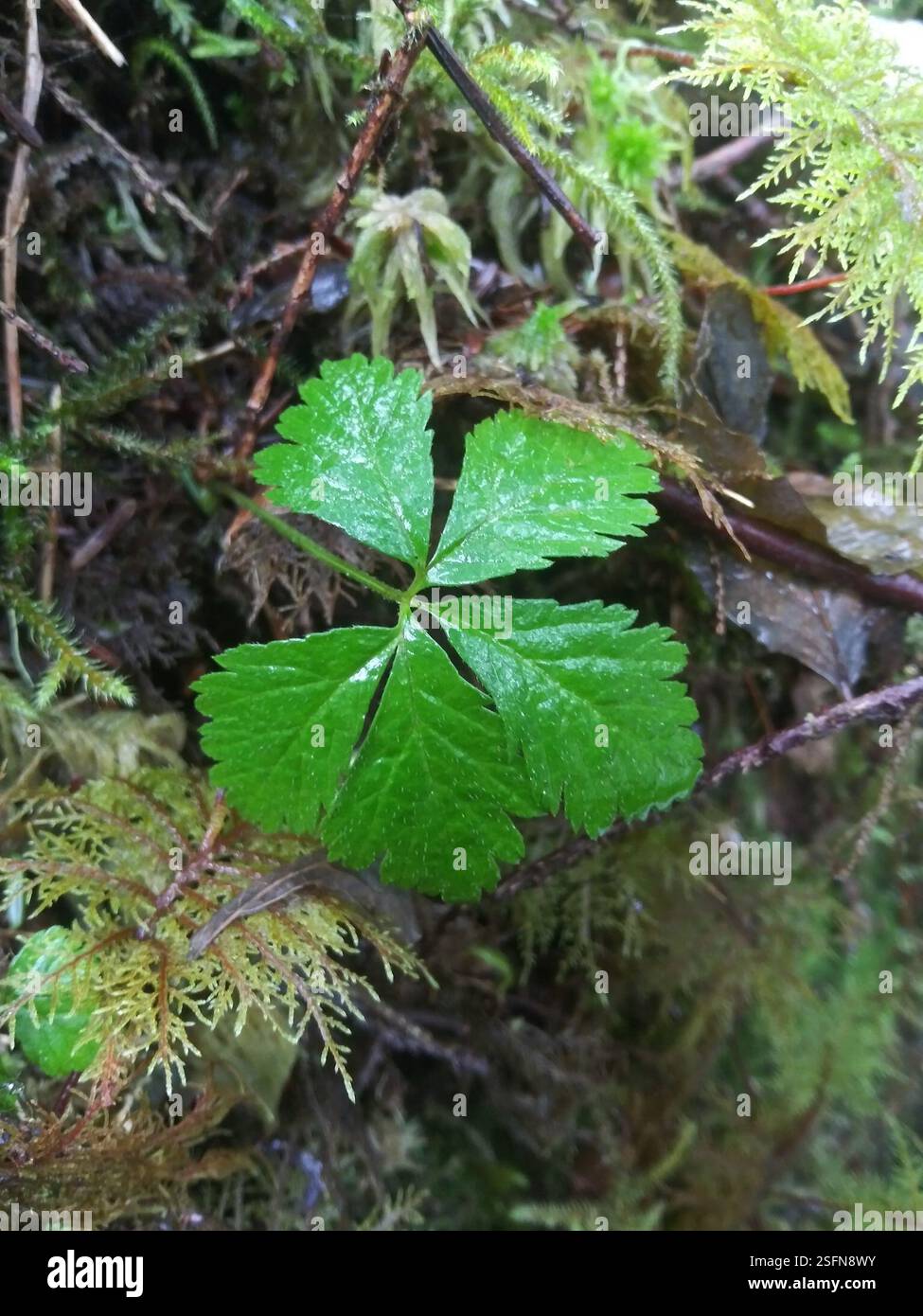 Five-leaf Dwarf Bramble (Rubus pedatus), Plantae, Petersburg, AK 99833 ...