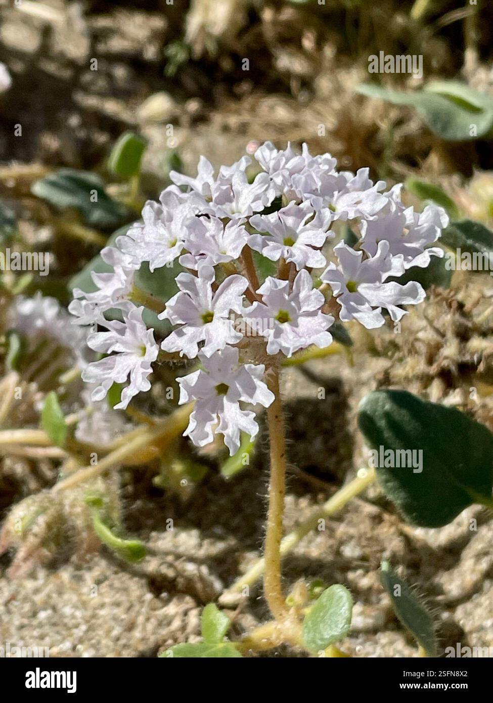 desert sand verbena (Abronia villosa), Plantae, Borrego Springs, CA, US ...