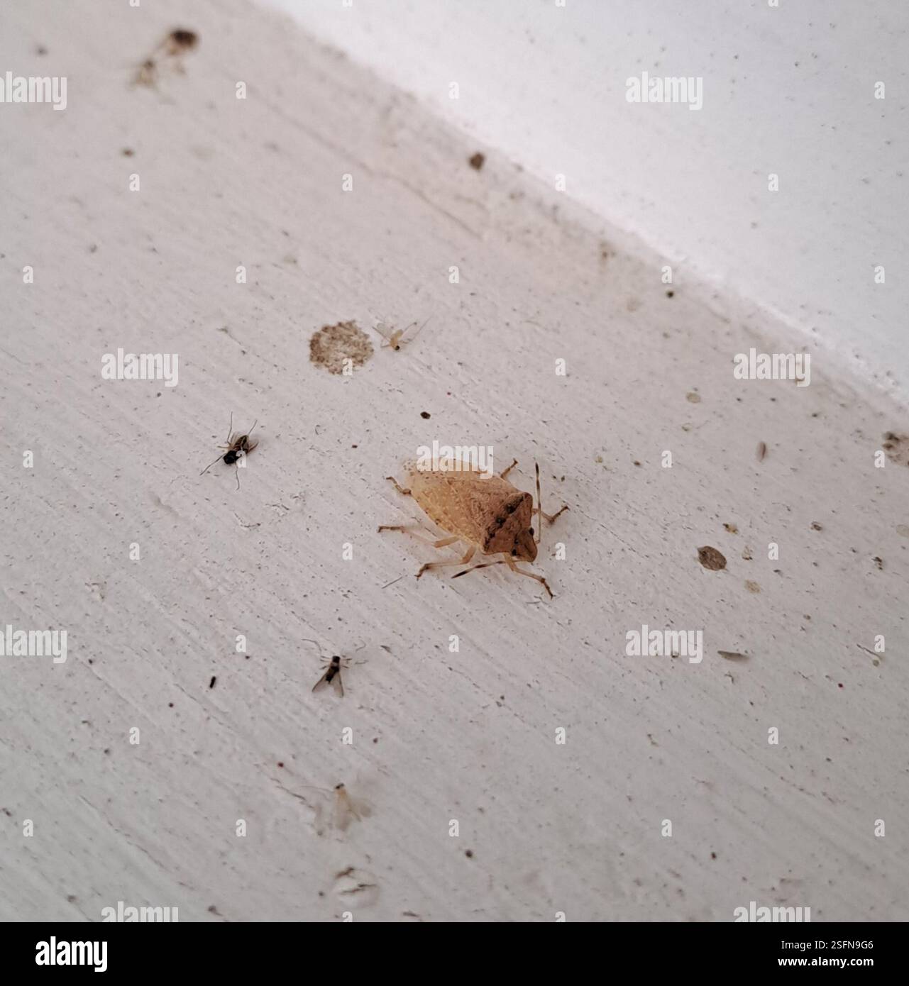Stink Bugs (Pentatomidae), Insecta, Lunahuaná, Perú Stock Photo - Alamy