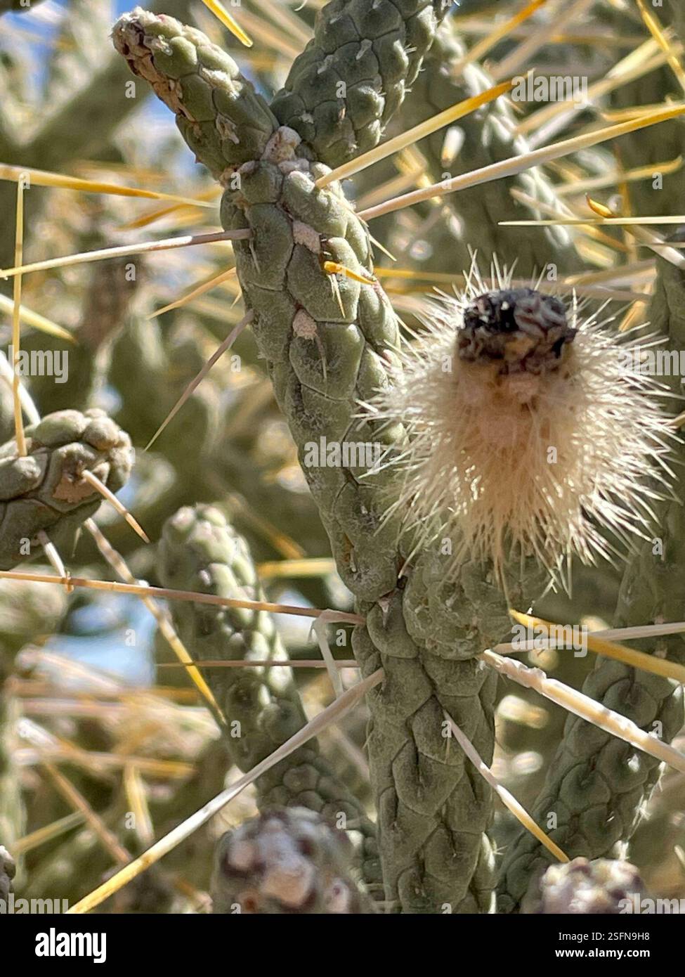 Branched Pencil Cholla (Cylindropuntia ramosissima), Plantae, Joshua ...