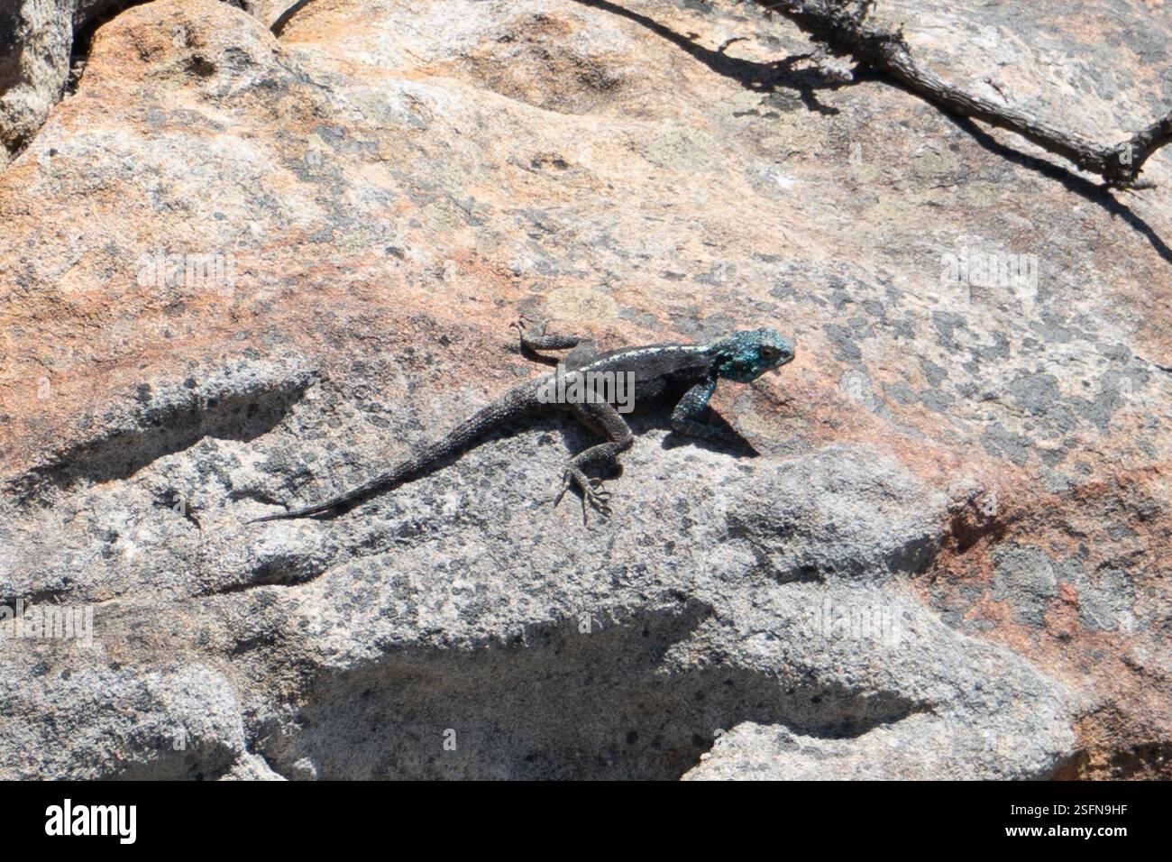 Southern Rock Agama (Agama atra), Reptilia, Table Mountain National ...
