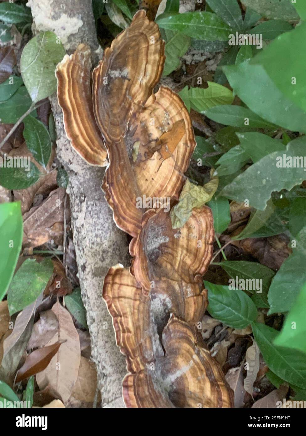 yellow stemmed micropore (Microporus xanthopus), Fungi, Straße von ...