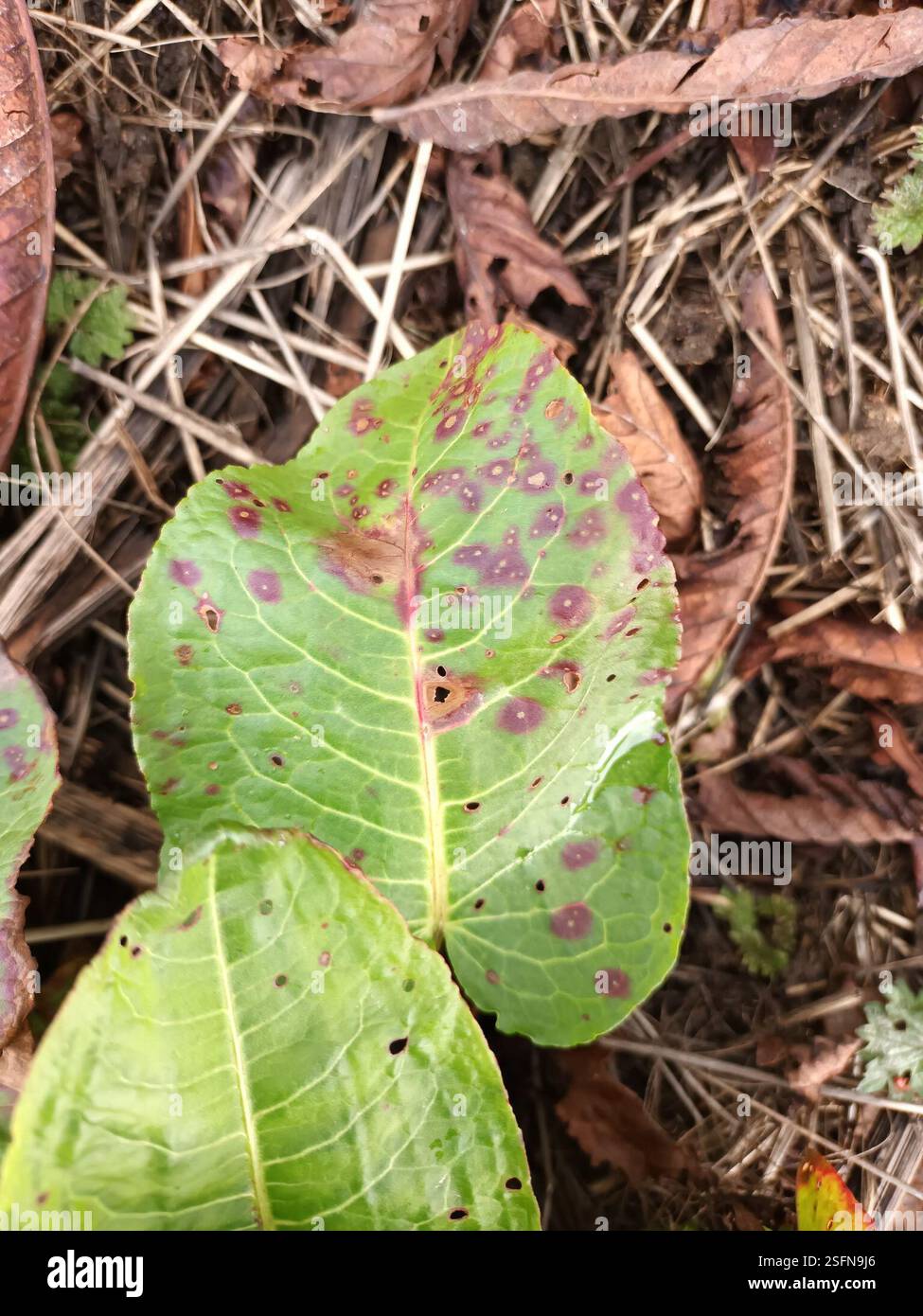 Red Dock Spot (Ramularia rubella), Fungi, Cambridge, UK, The rust ...
