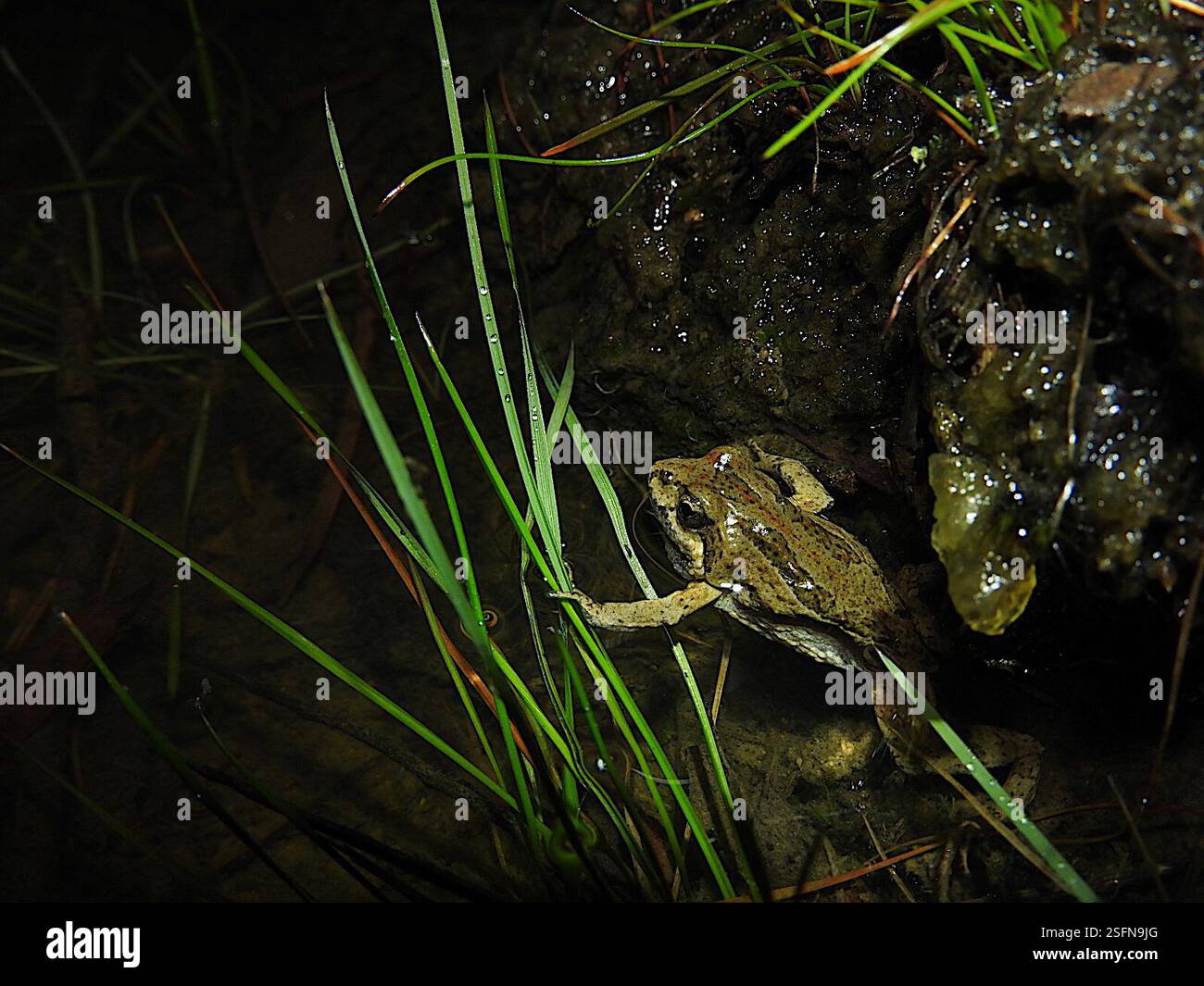 Common Eastern Froglet (Crinia signifera), Amphibia, Hobart TAS ...