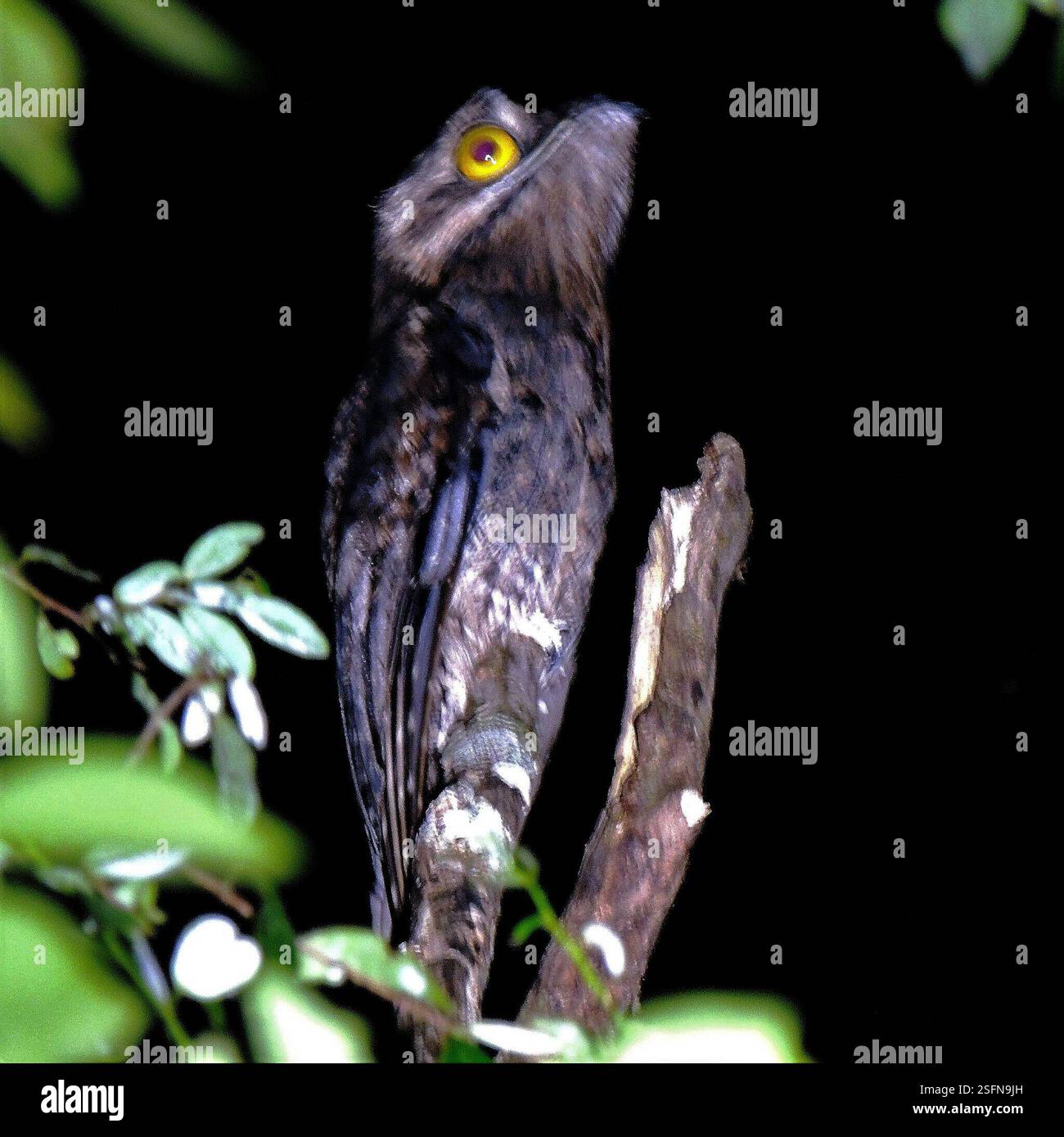 Common Potoo (Nyctibius griseus), Aves, Oberá, Misiones, Argentina ...