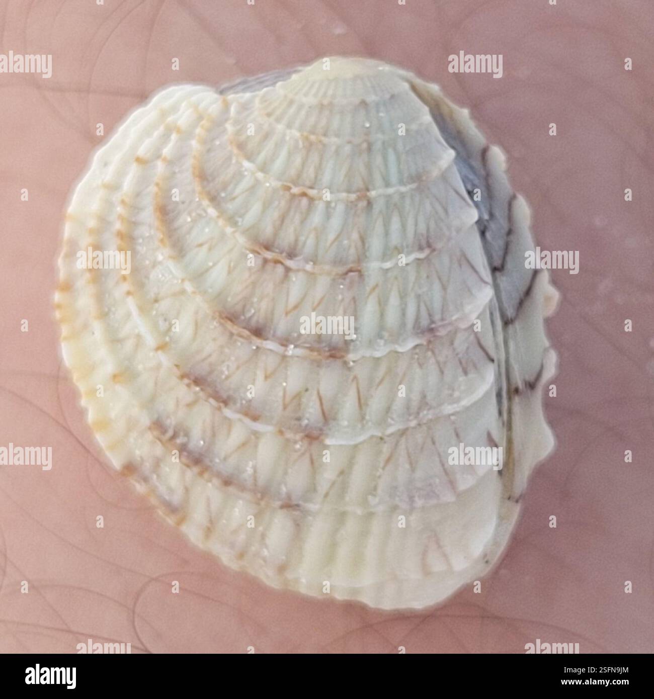 Cross-barred Venus (Chione elevata), Mollusca, Hillsborough County, FL ...