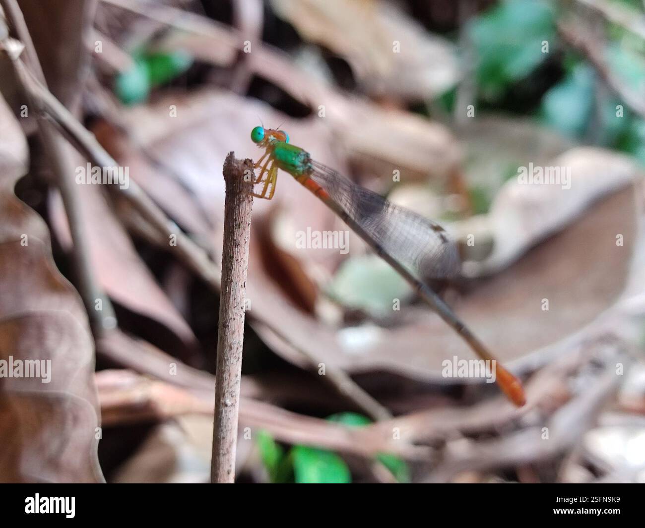 Orange-tailed Marsh Dart (Ceriagrion cerinorubellum), Insecta ...