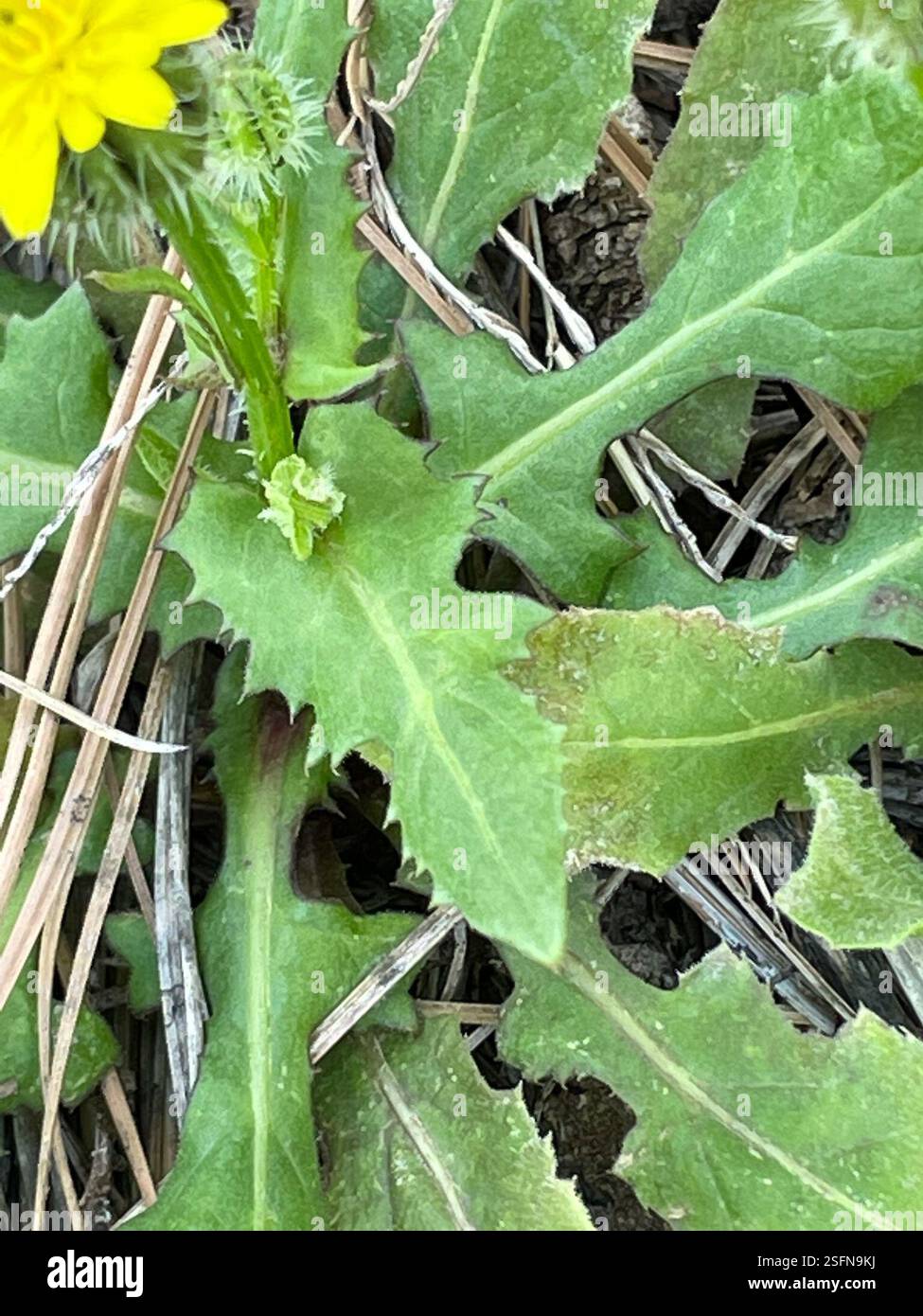 False Hawkbit (Urospermum picroides), Plantae, Santo Antão, Cape Verde ...