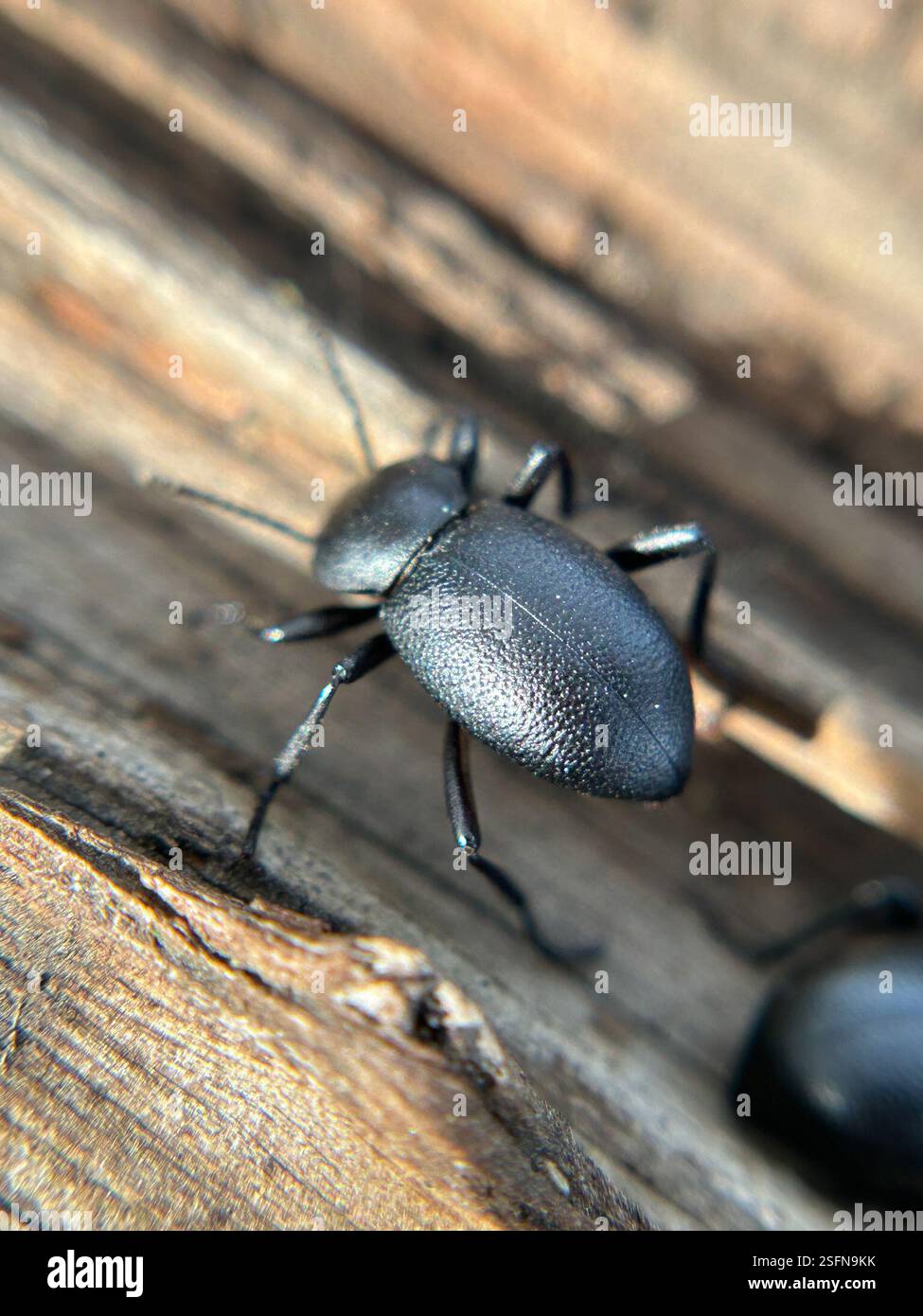 (Blapylis), Insecta, Highland Dr, Los Osos, CA, US Stock Photo - Alamy