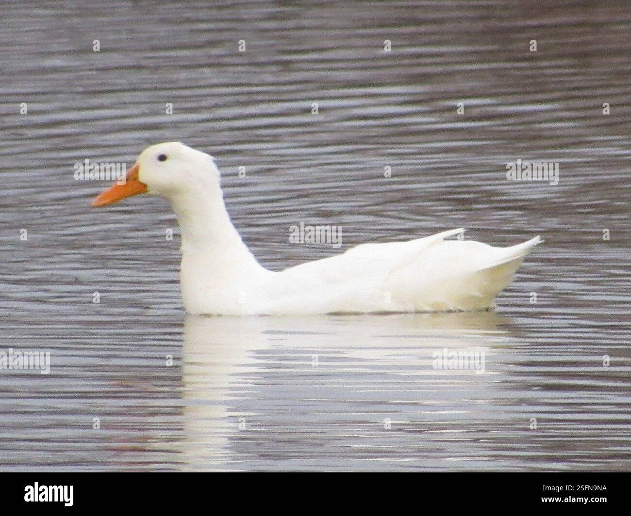 Domestic Mallard (Anas platyrhynchos domesticus), Aves, Crystal Beach ...