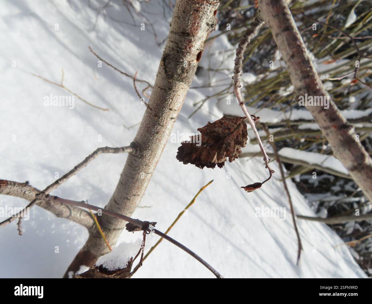 dwarf resin birch (Betula glandulosa), Plantae, Summit, Colorado ...