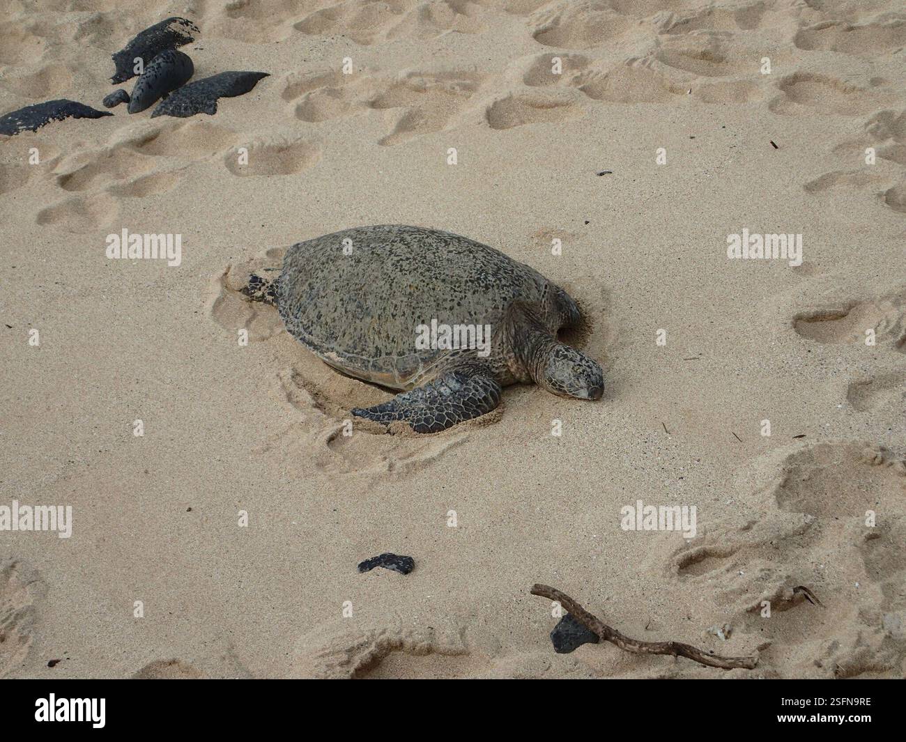 Green Sea Turtle (Chelonia mydas), Reptilia, Maui County, US-HI, US ...