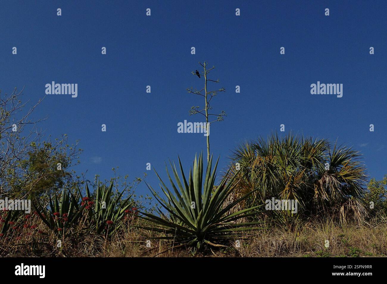 century plants (Agave), Plantae, Pinellas County, FL, USA Stock Photo ...