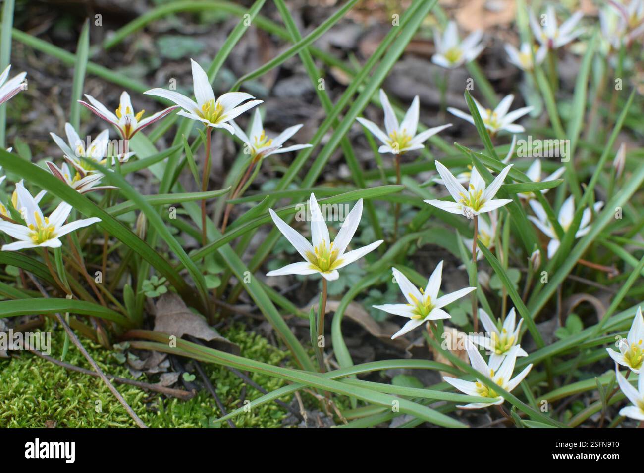 (Amana edulis), Plantae, 中国浙江省杭州市西湖区 Stock Photo - Alamy