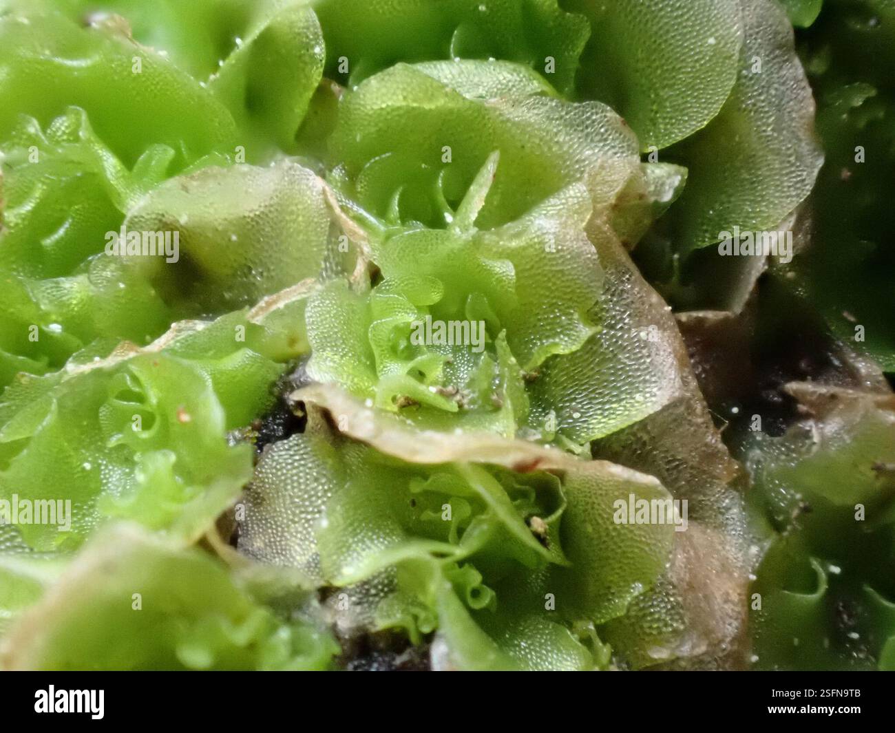 liverworts (Marchantiophyta), Plantae, Santo Antão, Cape Verde, CV ...