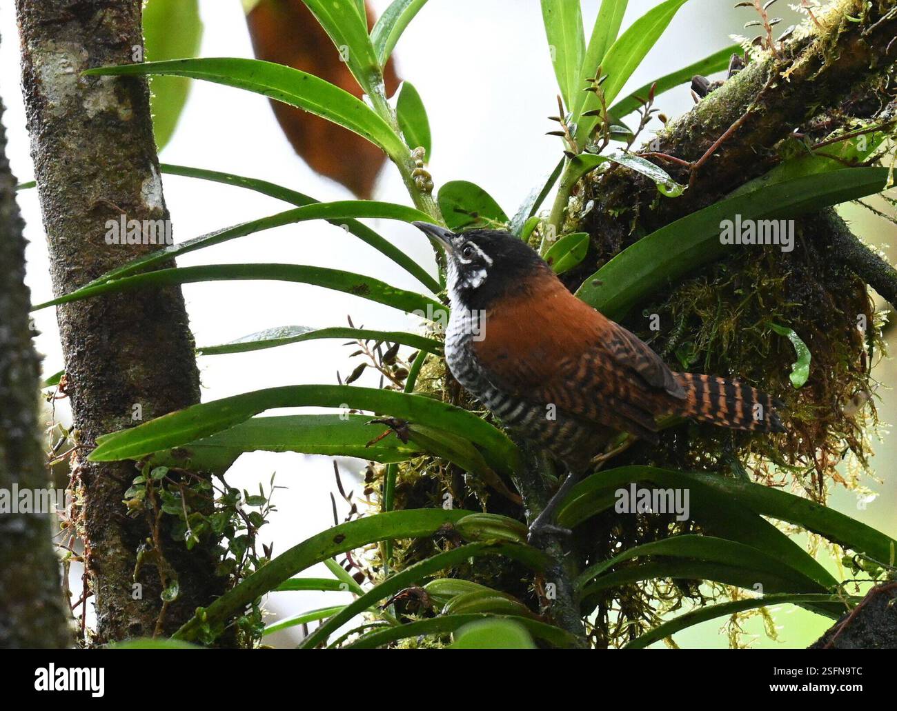 Bay Wren (Cantorchilus nigricapillus), Aves, Amagusa Preserva, Pacto ...