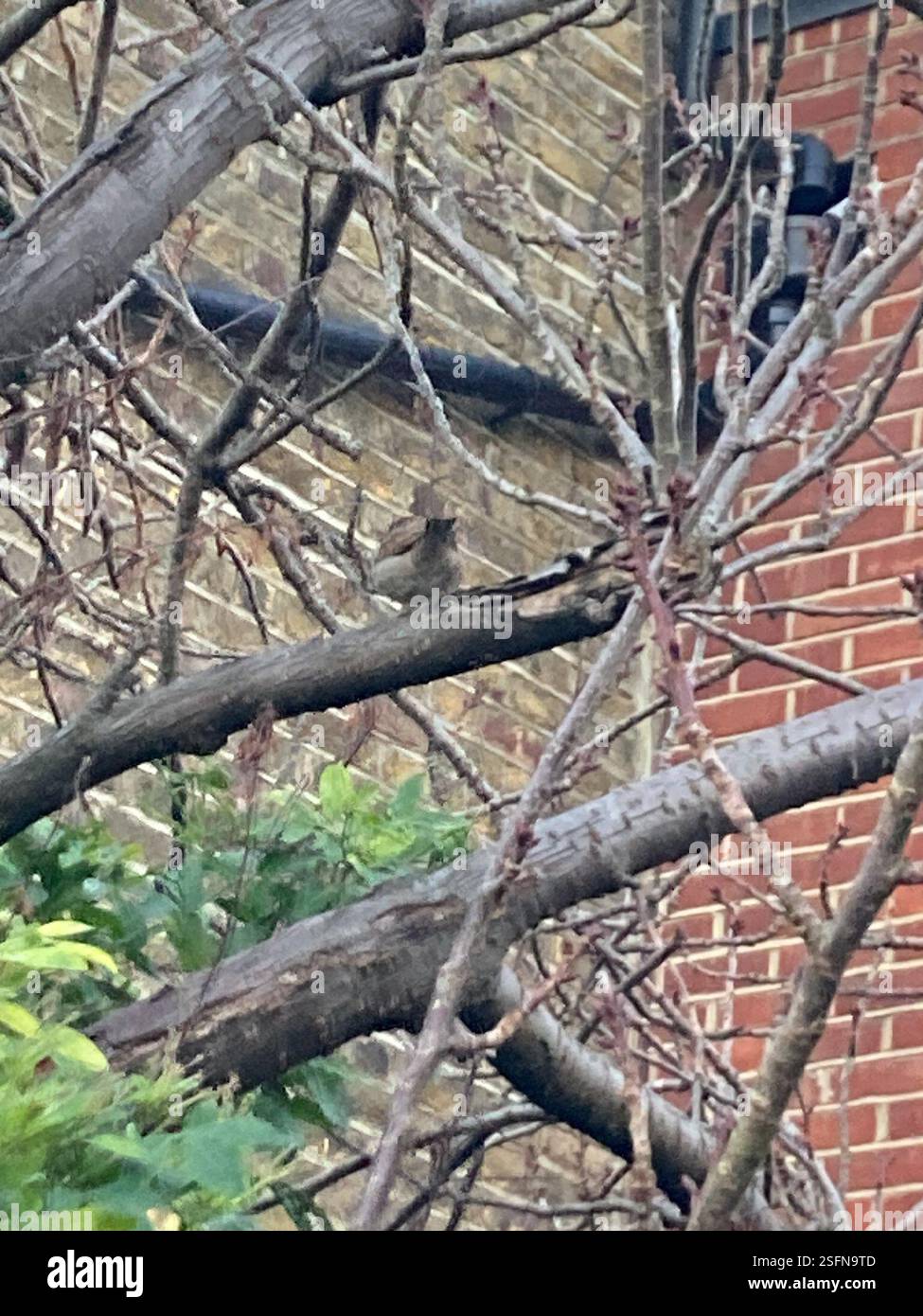 House Sparrow (Passer domesticus), Aves, Church Ave, London, England ...