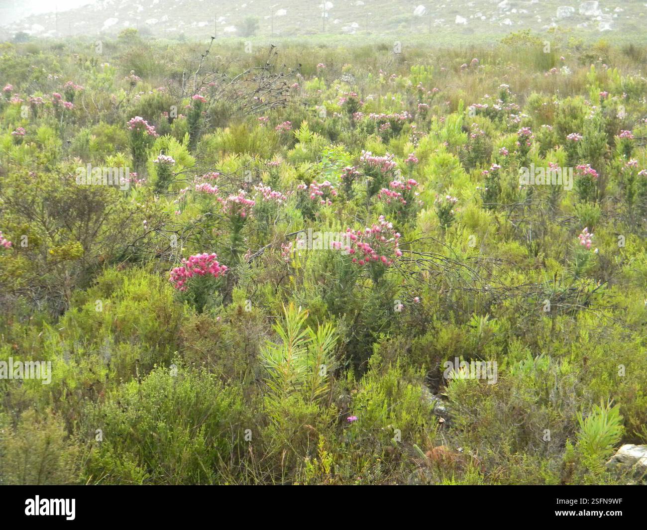 Cape everlasting (Phaenocoma prolifera), Plantae, Kleinmond, 7195 ...