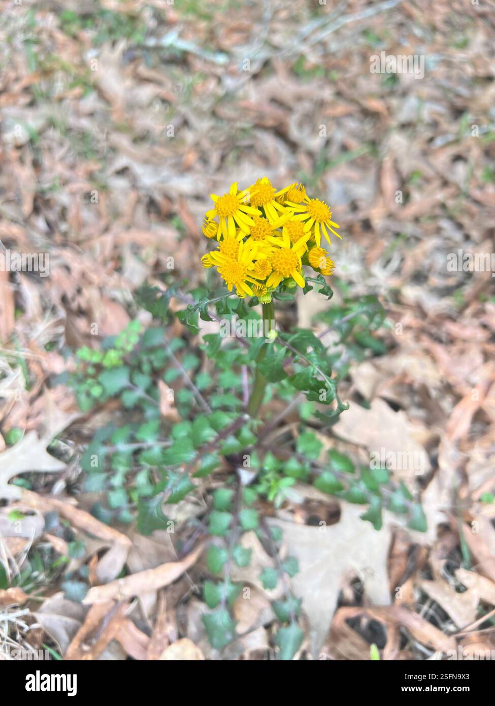 Butterweed (Packera glabella), Plantae, Bienville National Forest ...