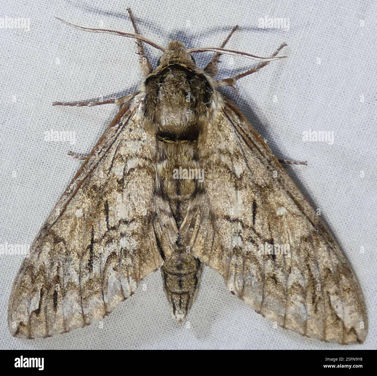 Waved Sphinx (Ceratomia undulosa), Insecta, River Rd. Preserve: Putnam ...