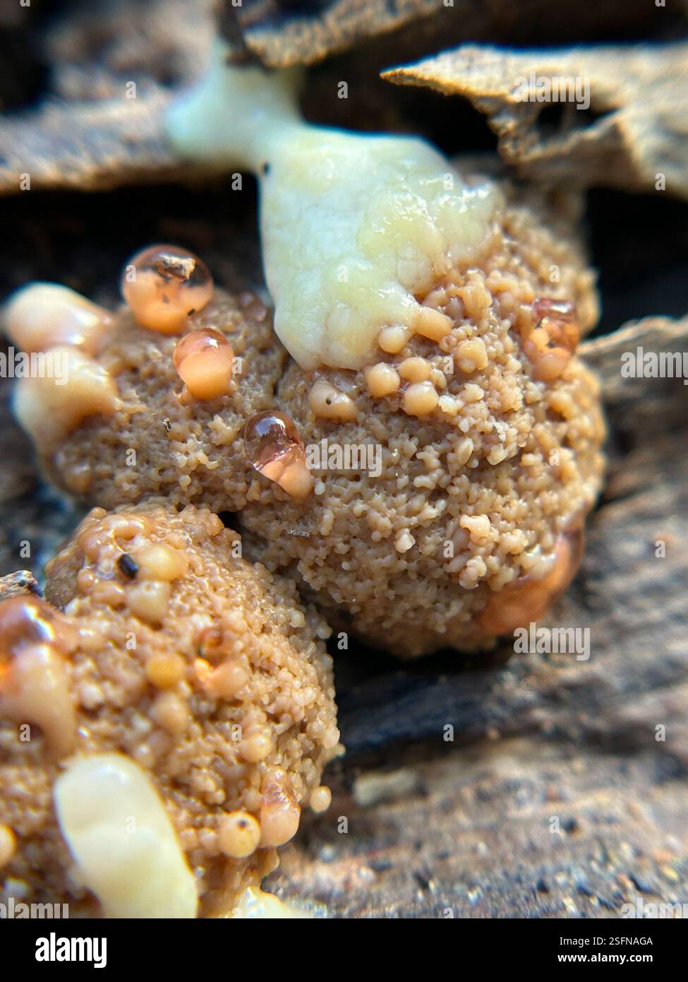 slime molds (Mycetozoa), Protozoa, Los Osos Oaks State Natural Reserve ...