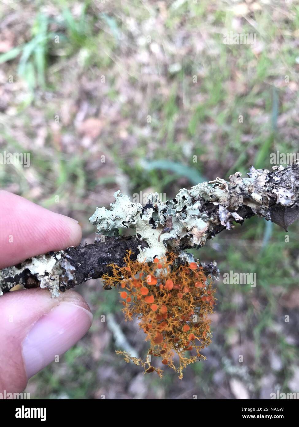 Golden Hair-lichen (Teloschistes flavicans), Fungi, Foothill Regional ...